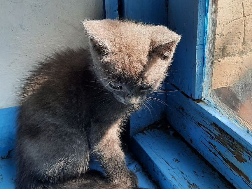 Котик