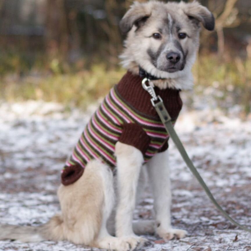 Щенок в добрые руки