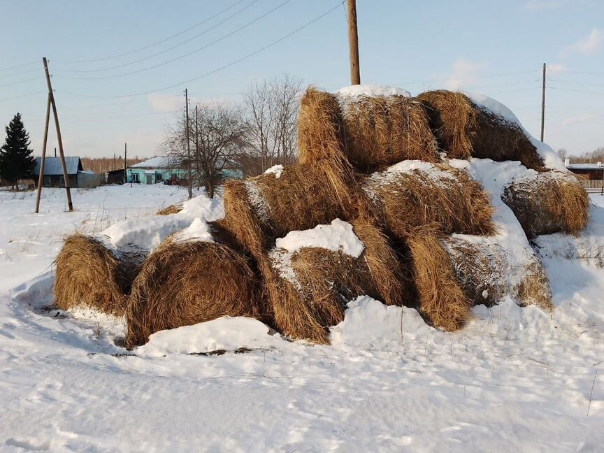Продам сено в рулонах