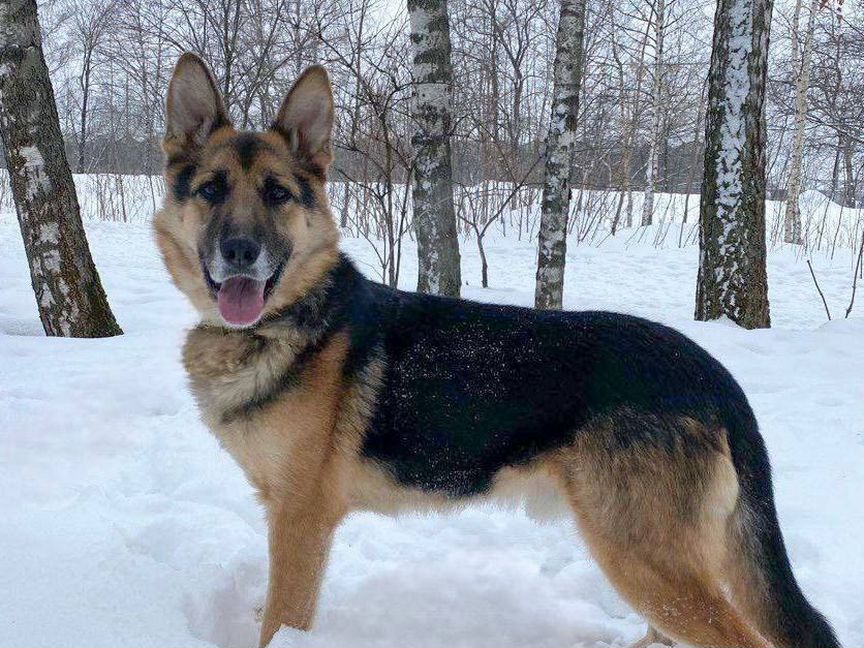 Мухтара выкинули на улицу