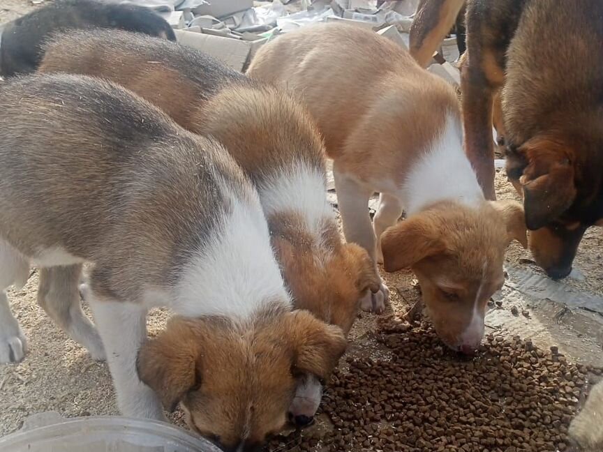 Щенки 1,5 мес, от крупной собаки, отдам бесплатно