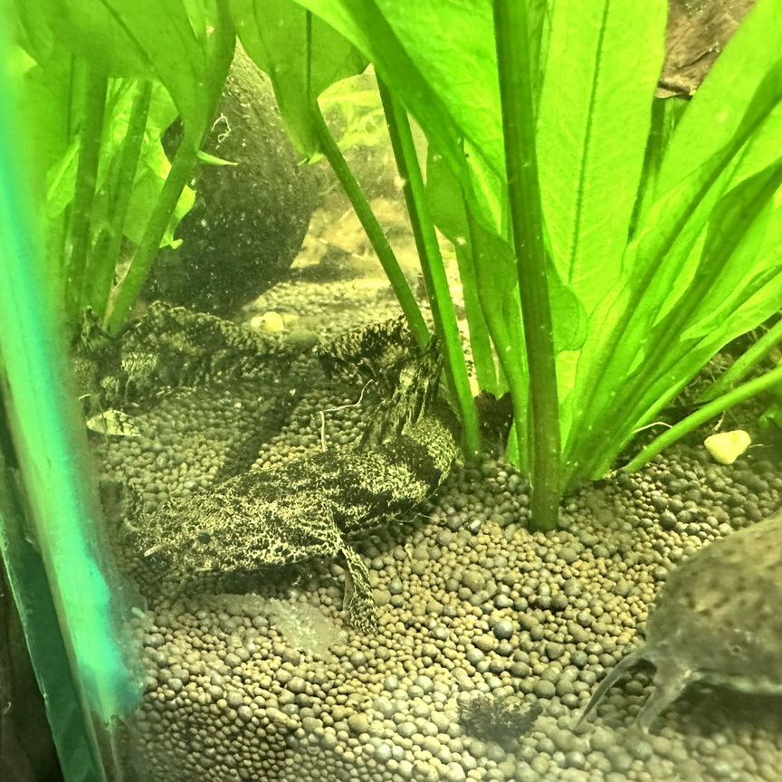 Полиптерус дельгези