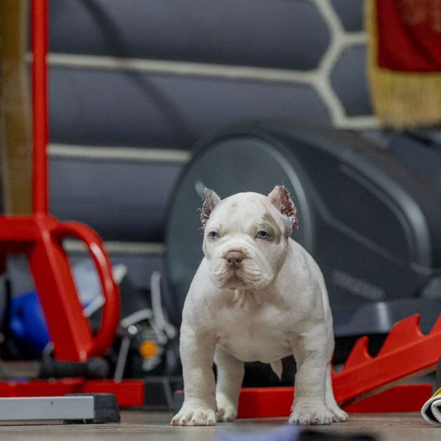 Американский булли, щенок