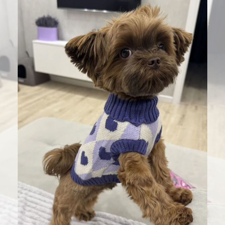 Свитер для собак мелких пород