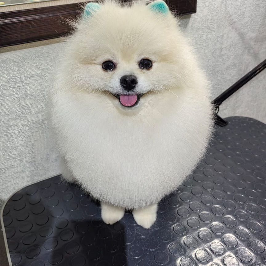 Мини-шпиц кобель ищет подружку