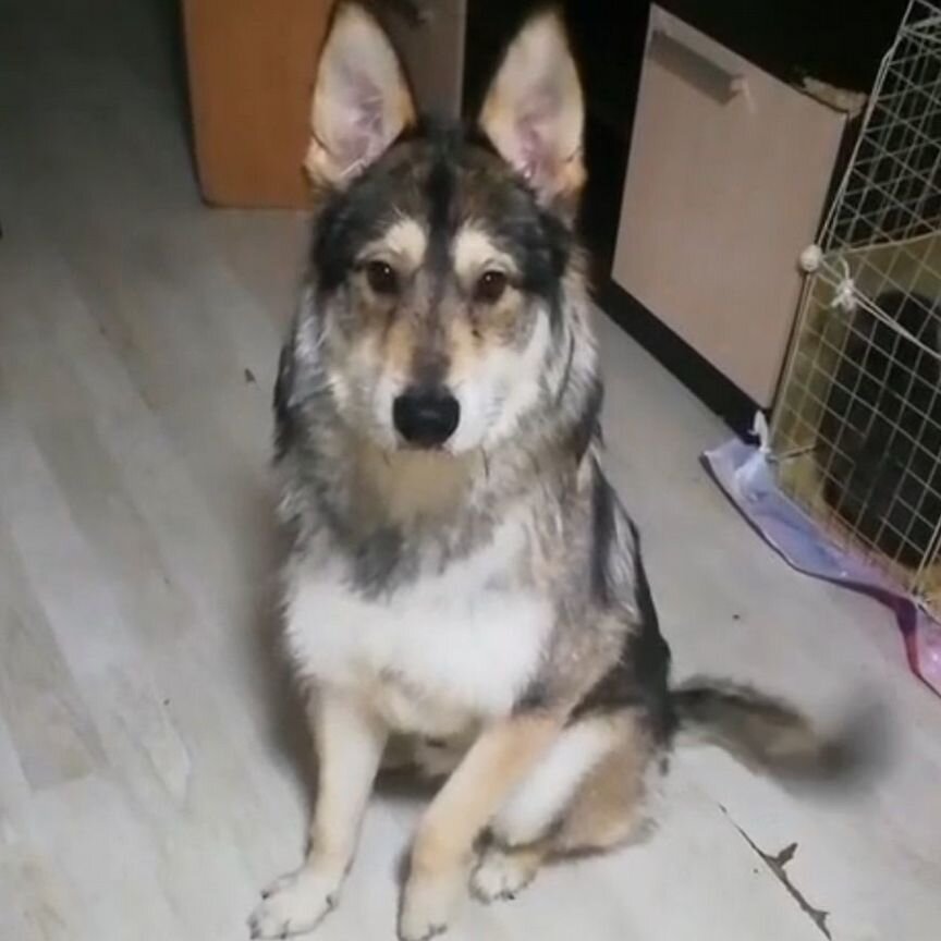 Взрослый пёс в добрые руки