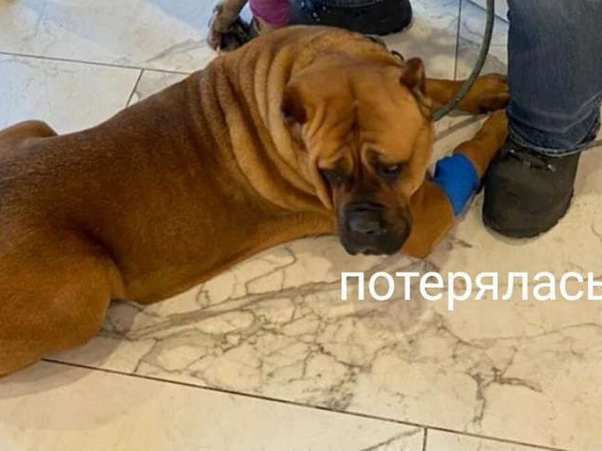 Украдена собака Кане-Корсо