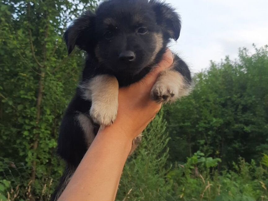 Маленькие собачки