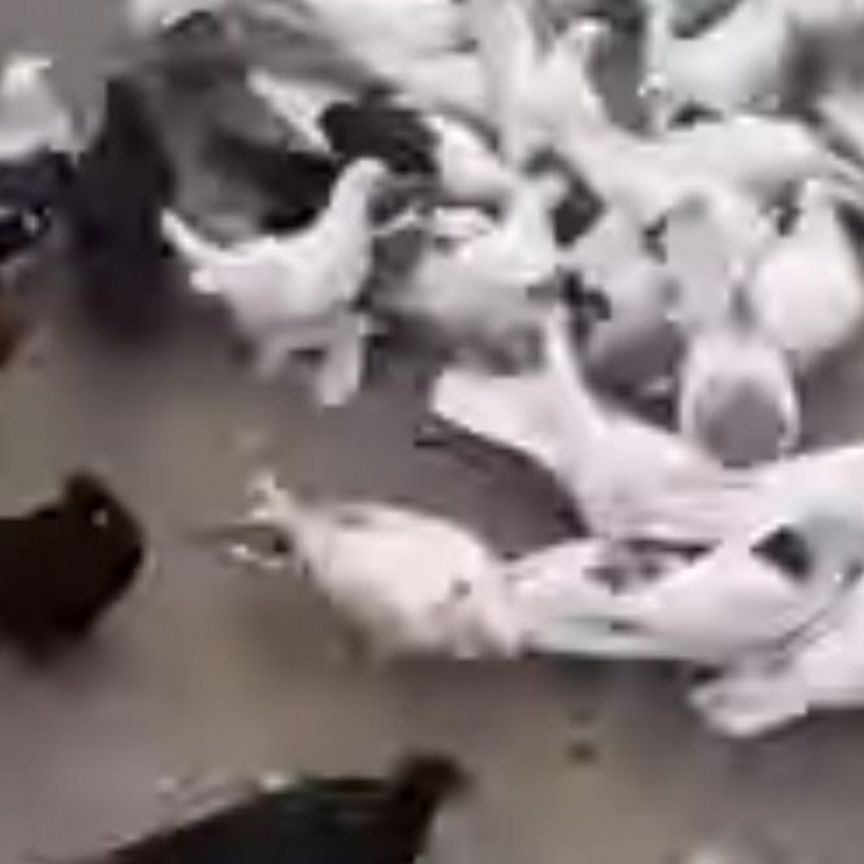 Бакинские голуби