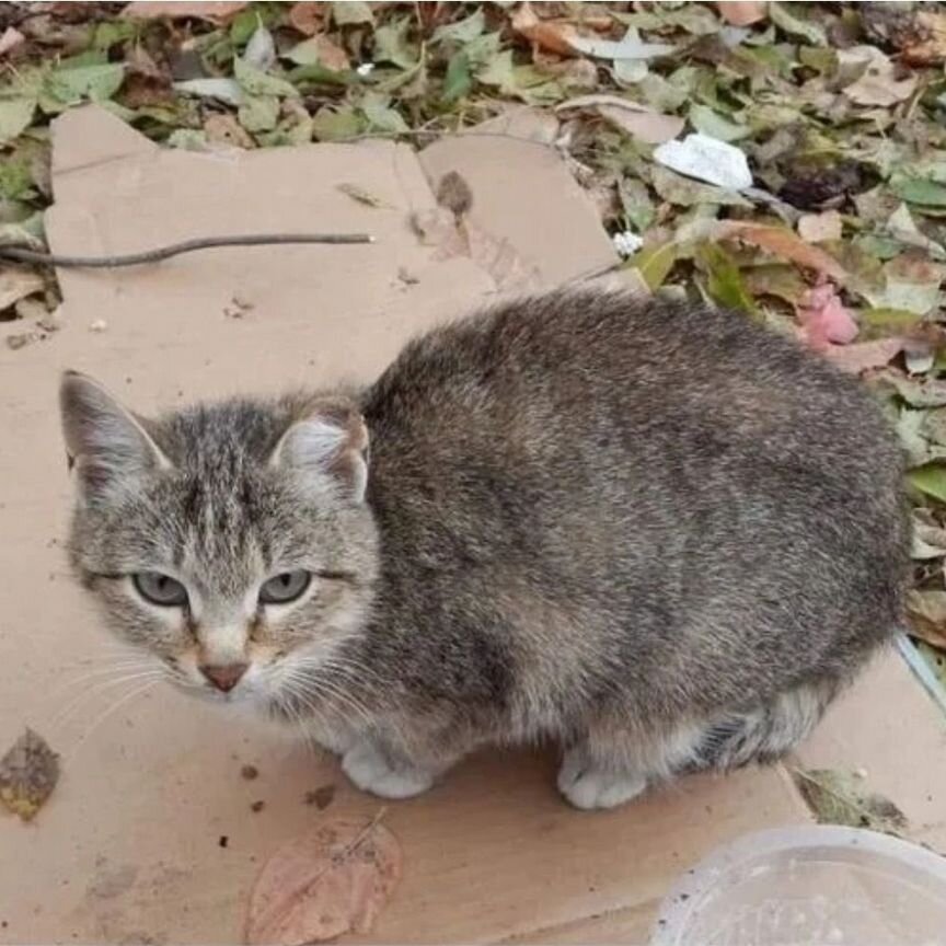 Кошка брошенная