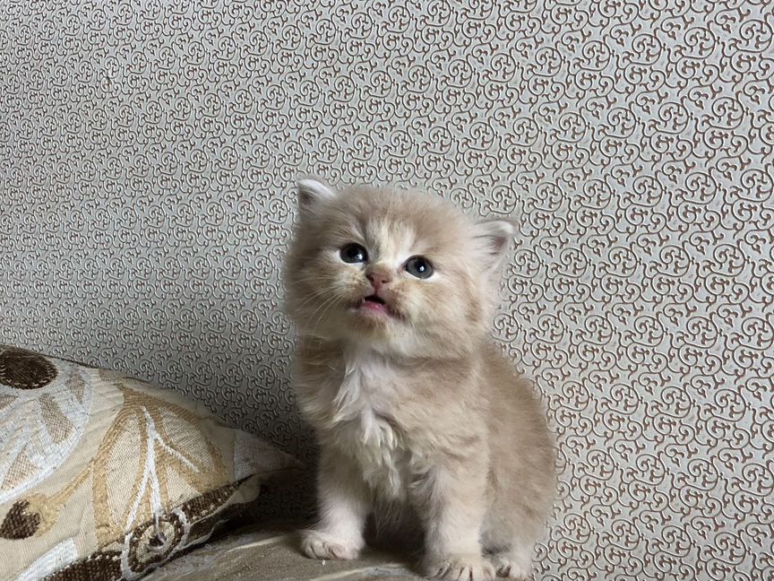Персидские котята