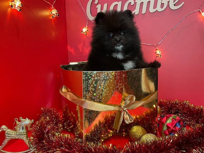 Карликовые(померанские)немецкие шпицы