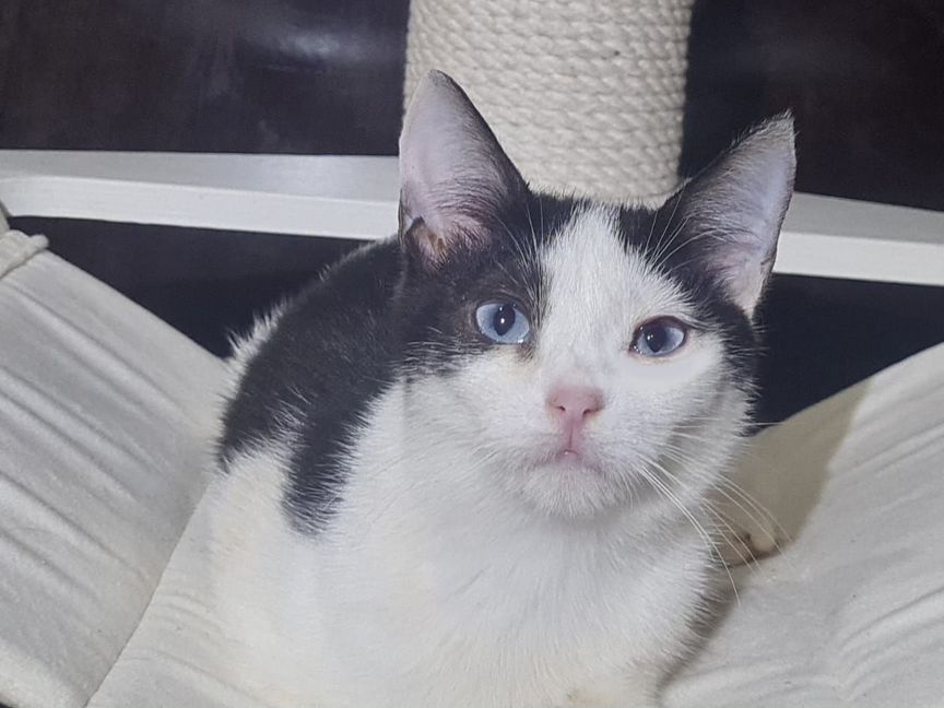 Кошка дгг. Алтайка