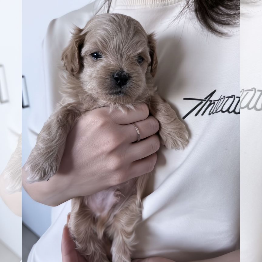 Мальтипу, щенок