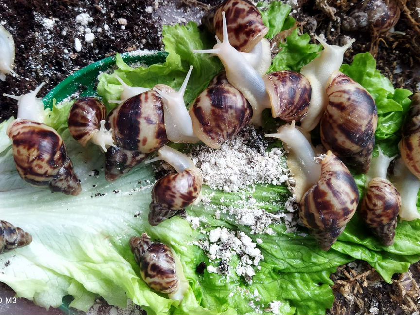 Улитки ахатины