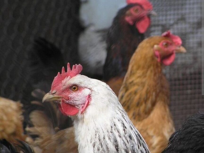 Курочки несушки