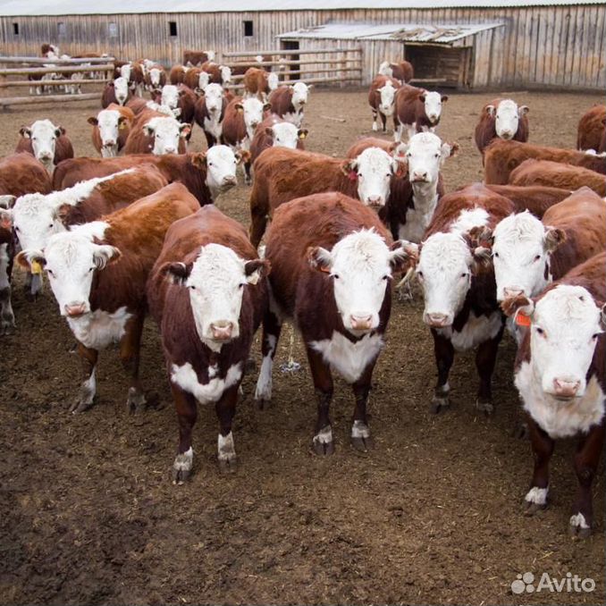 Телки герефорд