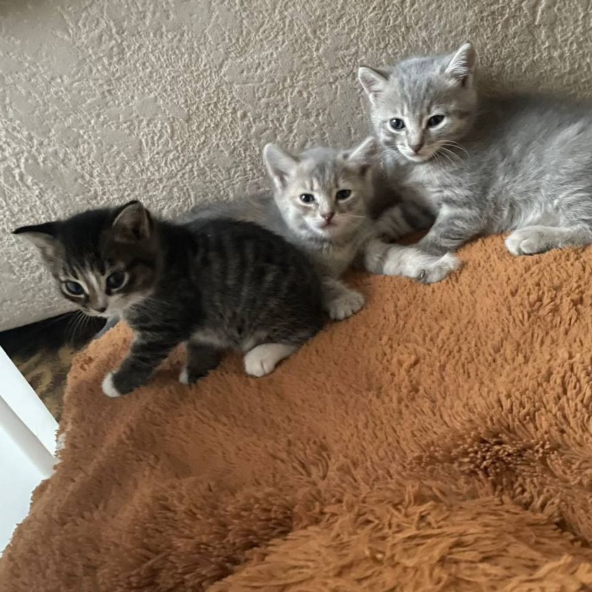 Котята