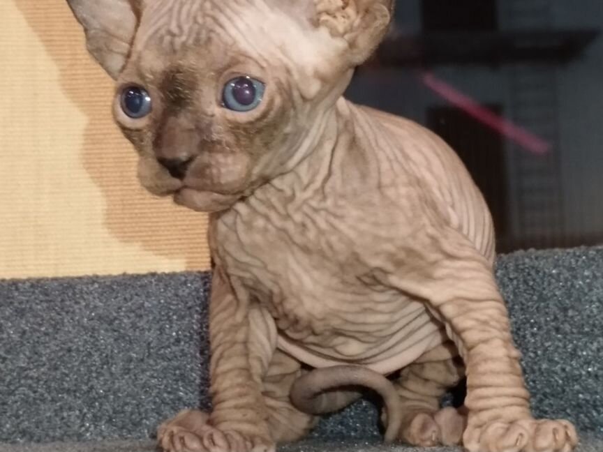 Канадский сфинкс