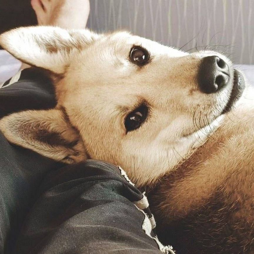 Взрослая собака в добрые руки