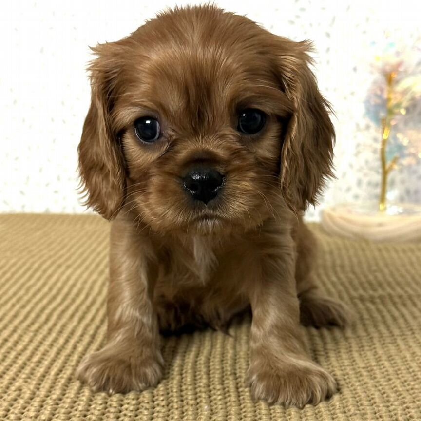 Кавалер кинг-чарльз-спаниель, щенок