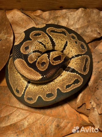 Самка шарика