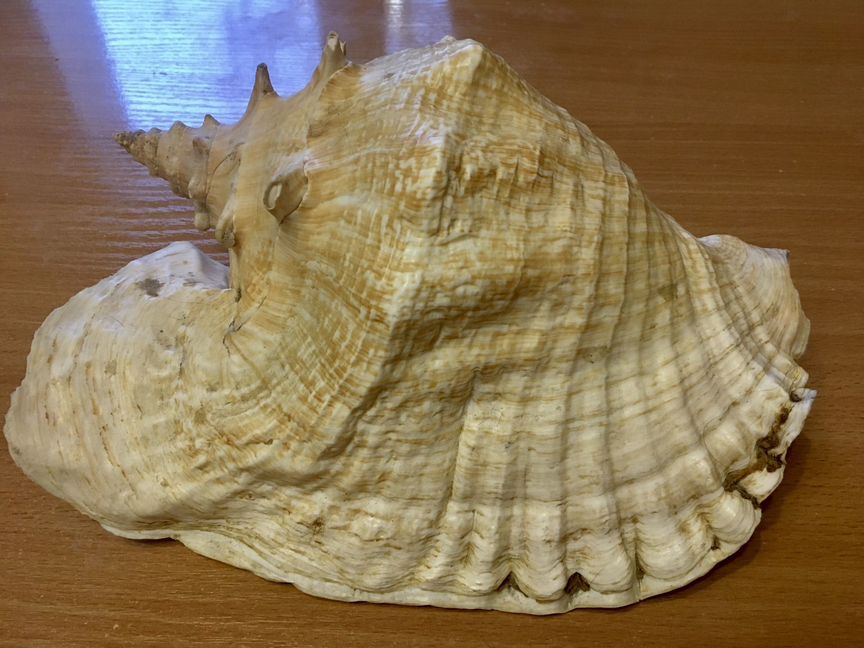 Раковина морская большая