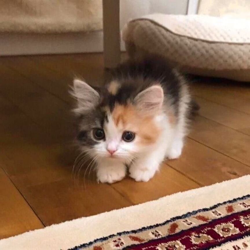 Ищу трехцветных котят мальчиков