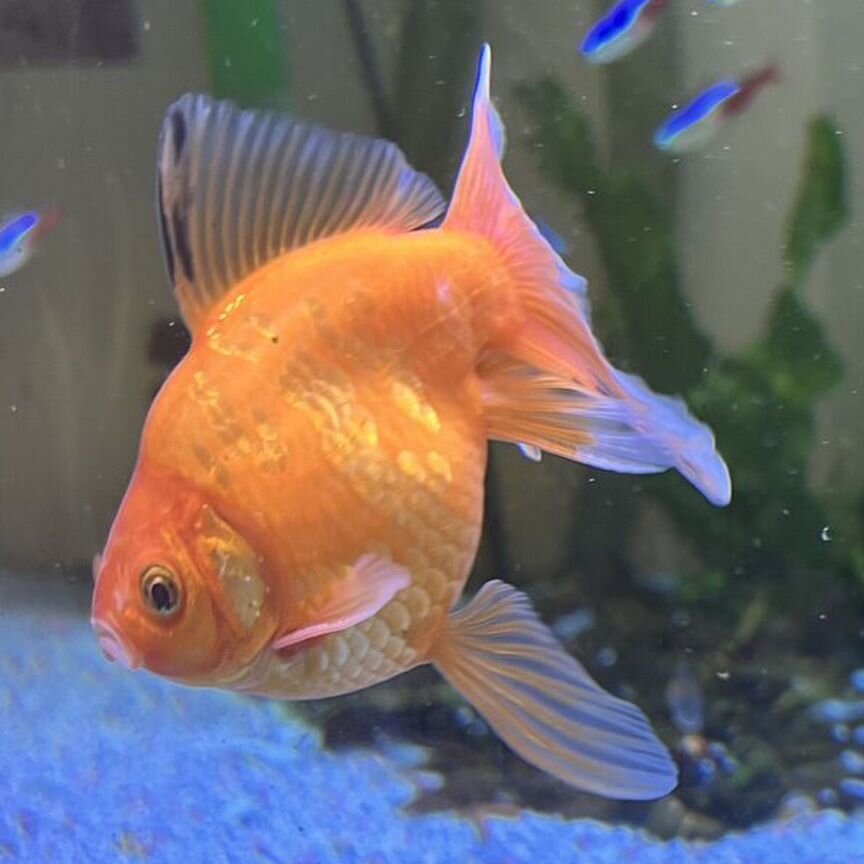 Золотая рыбка