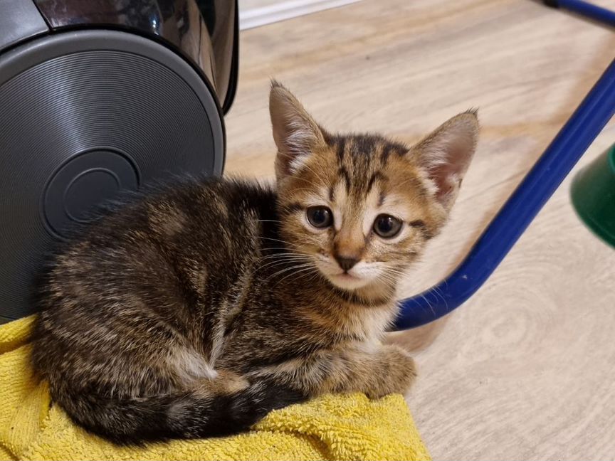 Кошки в добрые руки