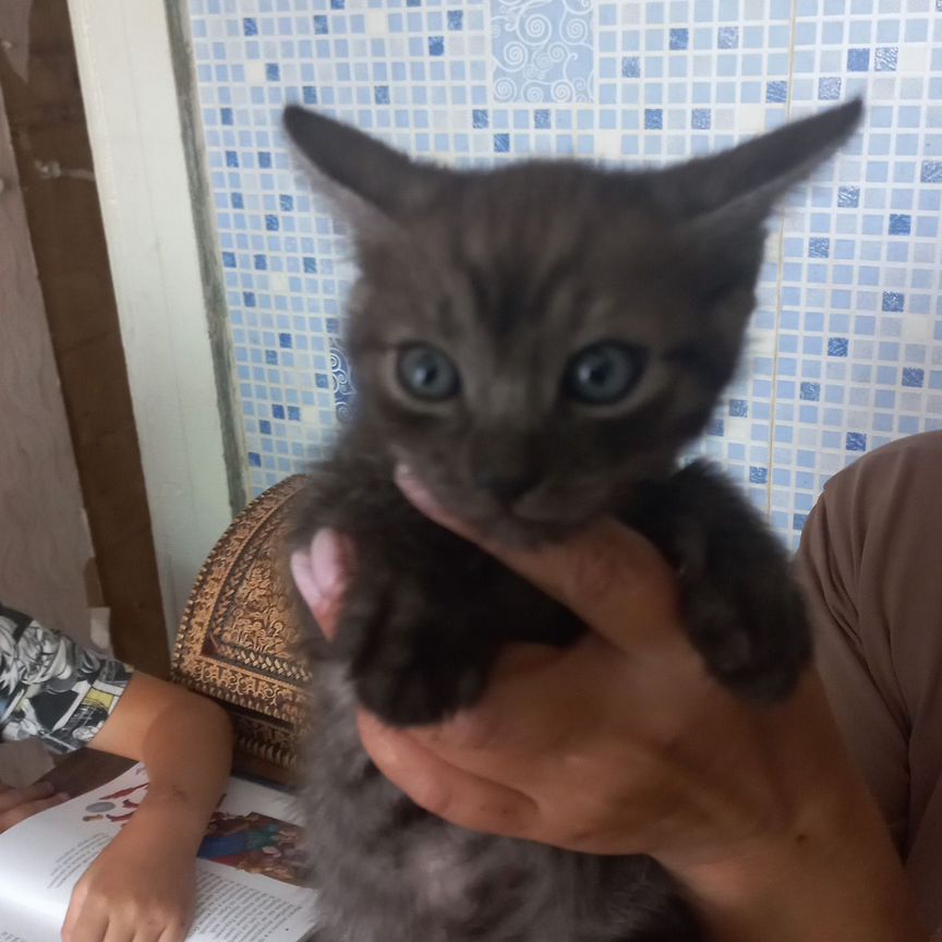 Кошка