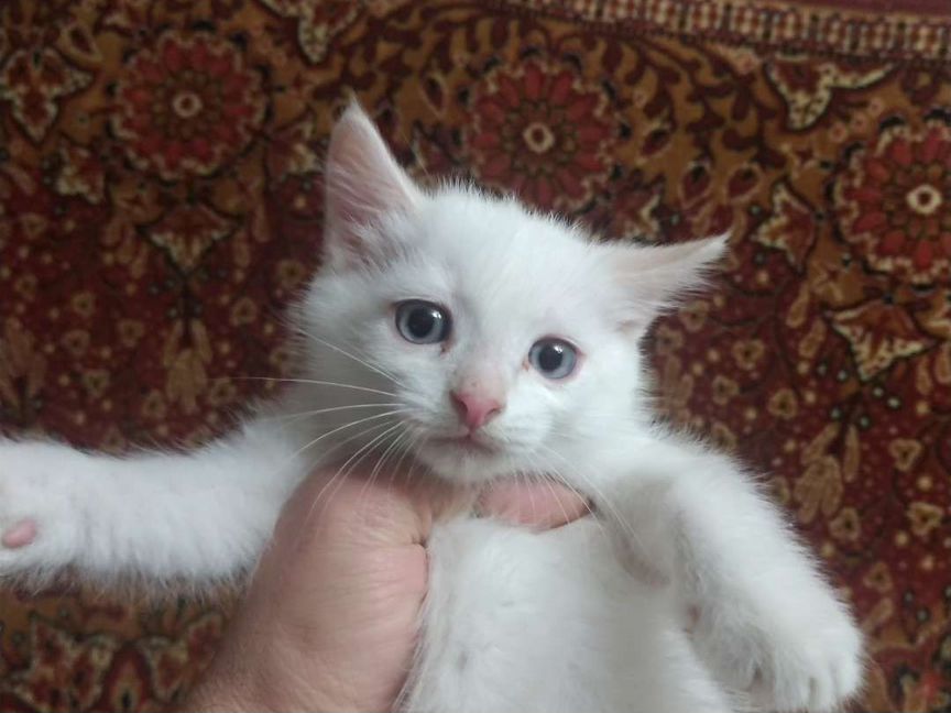 Сибирские котята в добрые руки