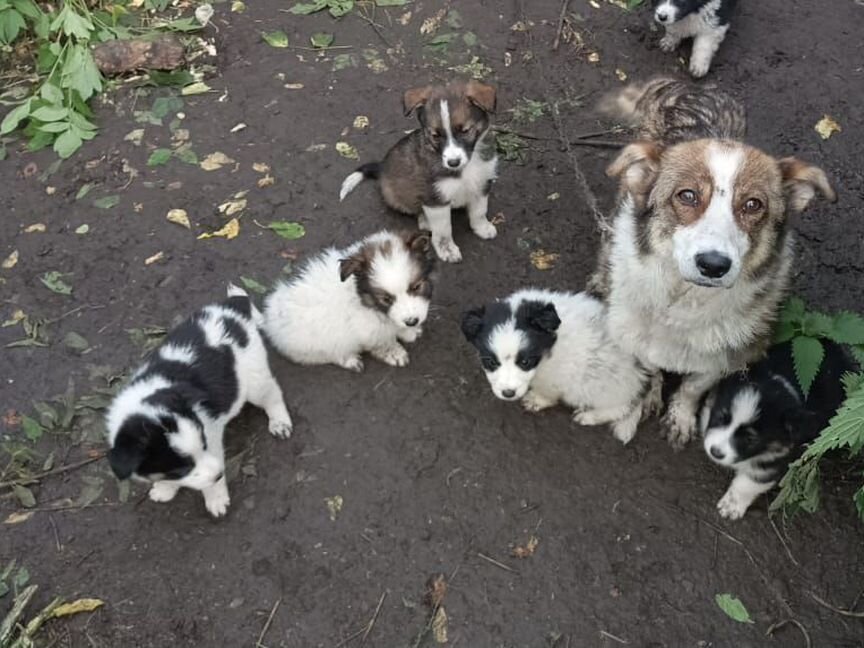Собаки бесплатно в добрые руки щенки