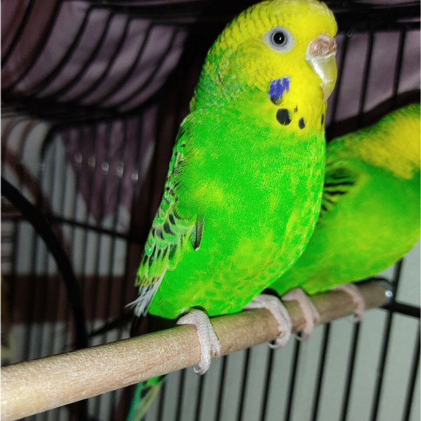 Волнистый попугай девочка