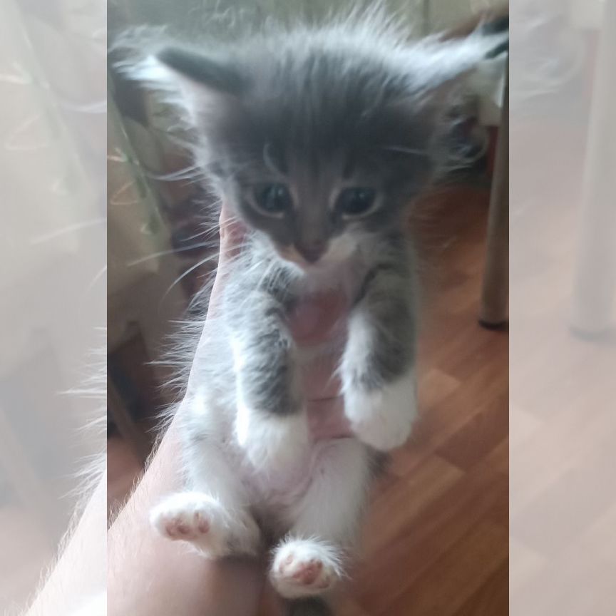 Котята