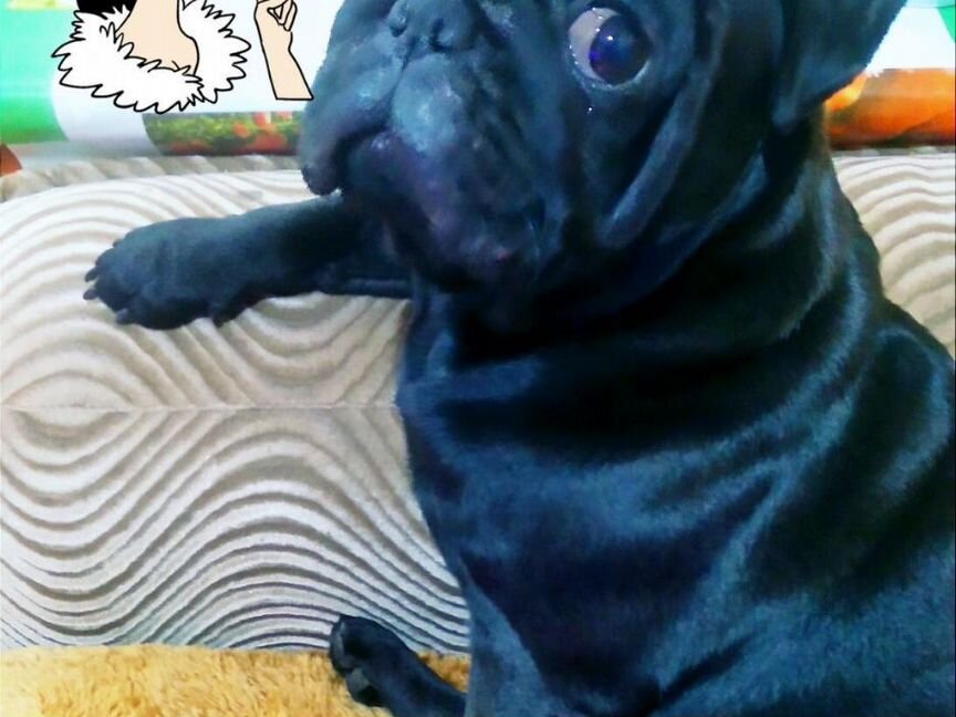 Мопс вязка мальчик