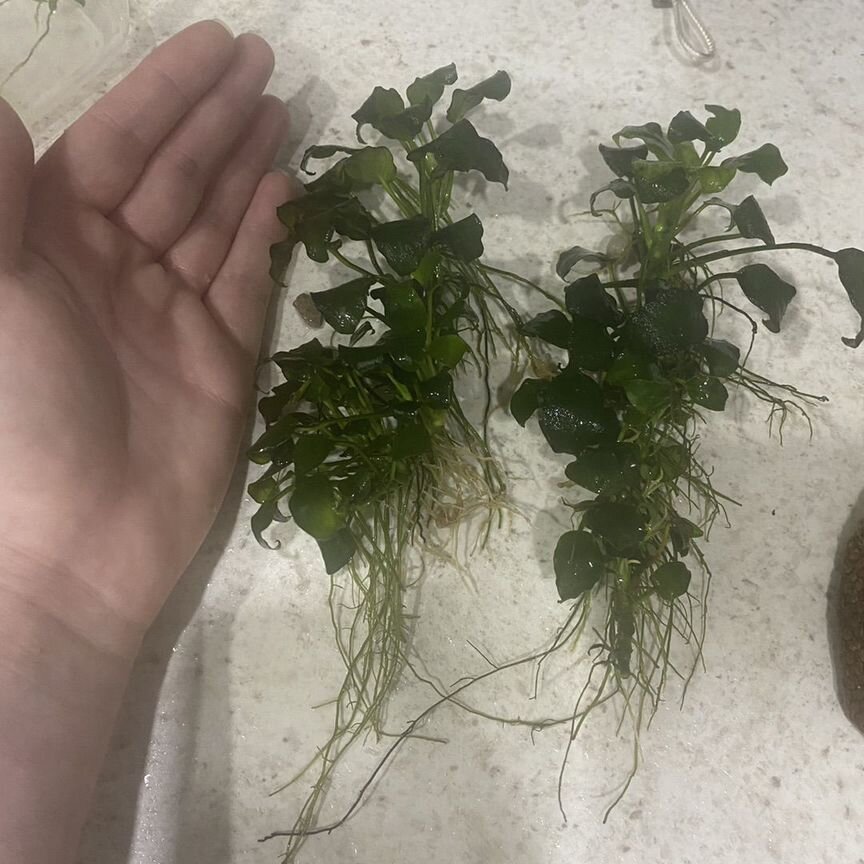 Аквариумное растение