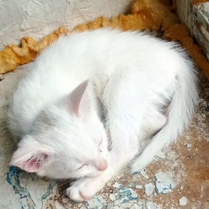 Котëнок