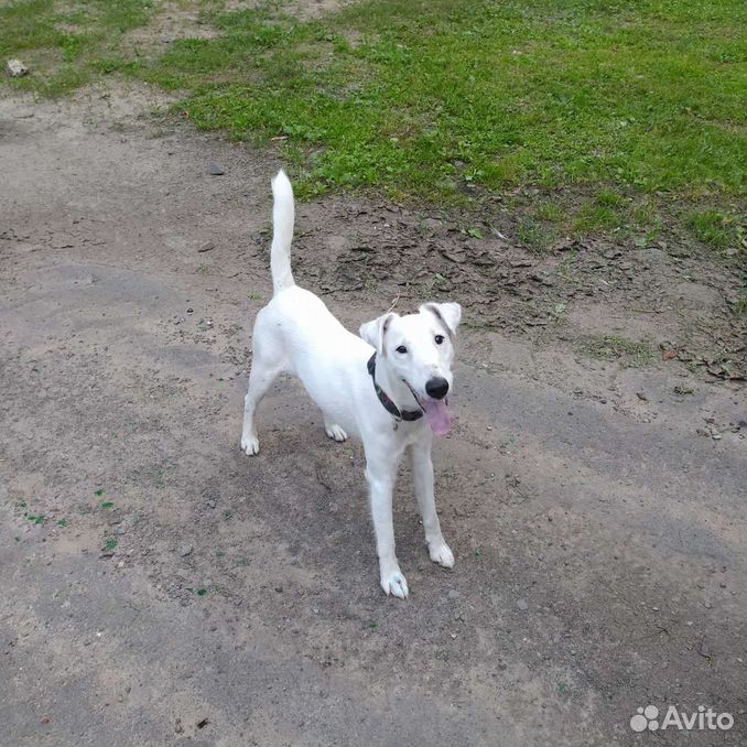 Чей потеряшка