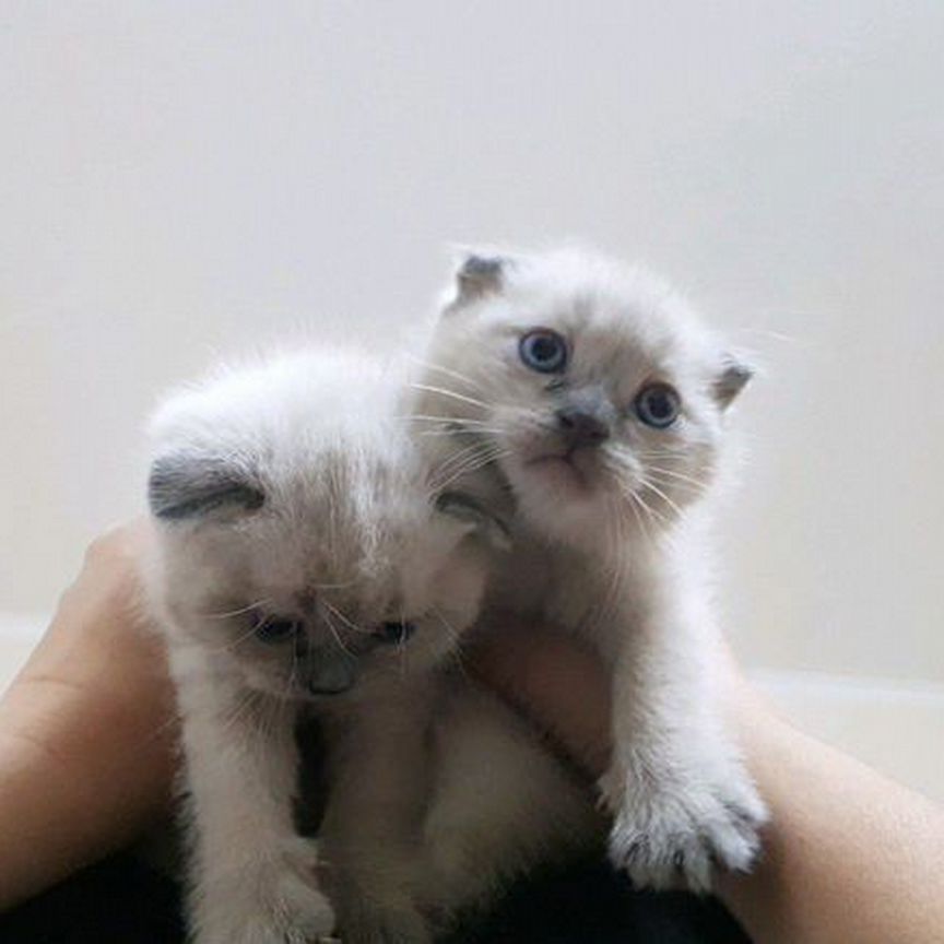 Шотландские вислоухие котята