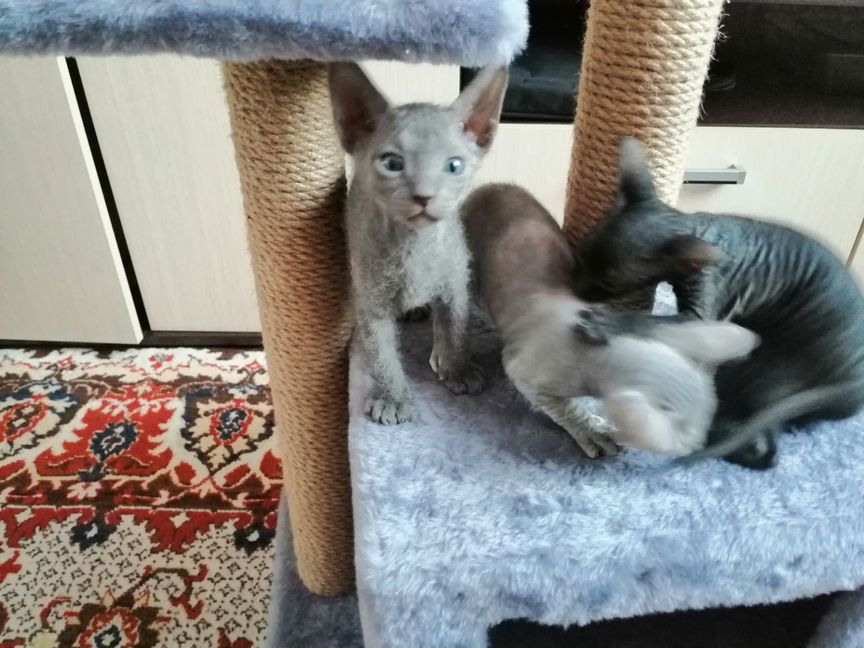 Котята сфинкс канадский