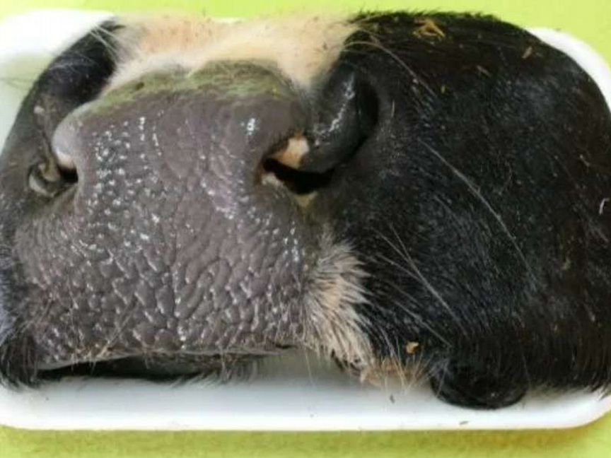 Носы говяжьи