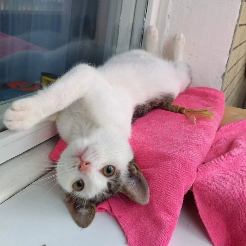 Котёнок Софи