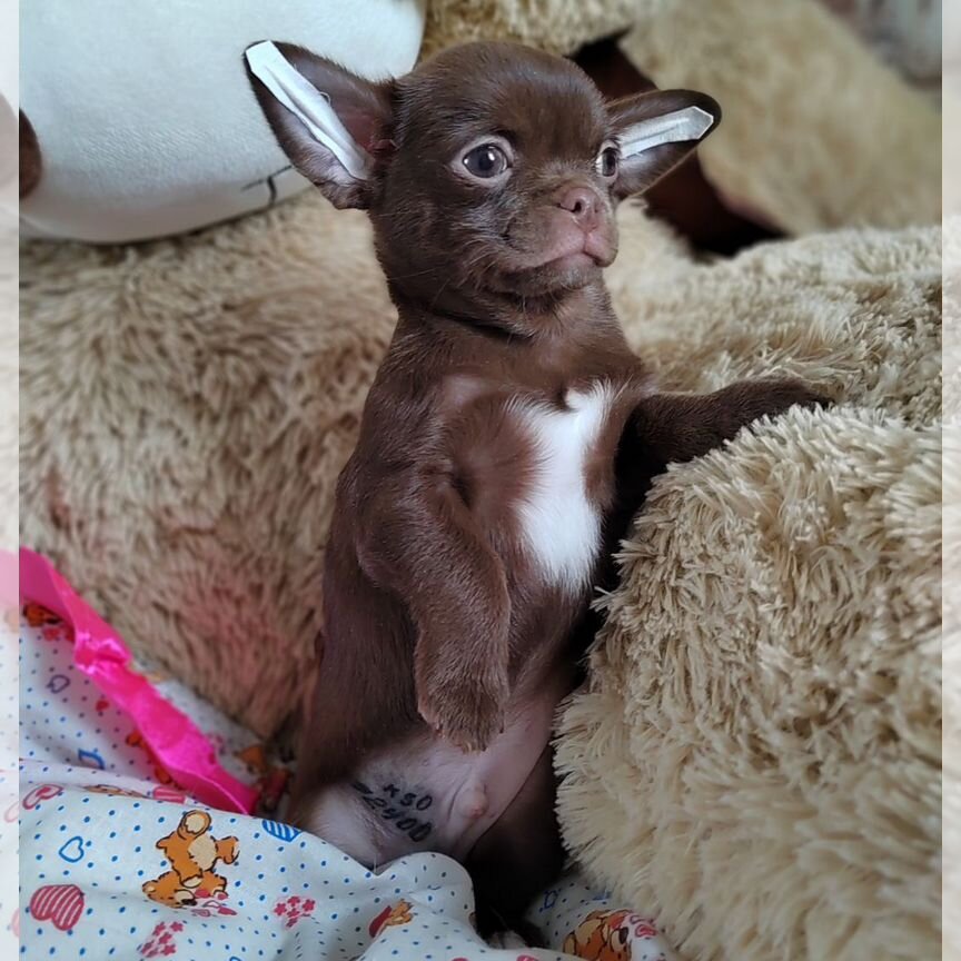 Чихуахуа, щенок