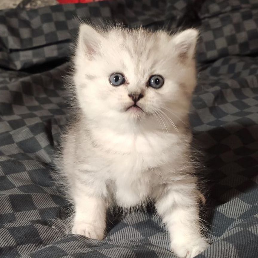 Шотландский прямоухий короткошёрстный котёнок