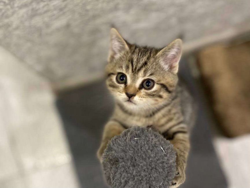 Британские котята