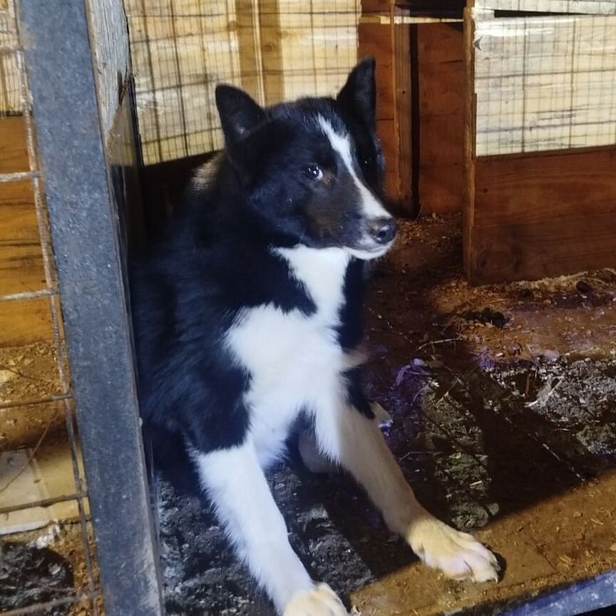 Русско-европейская лайка, щенок