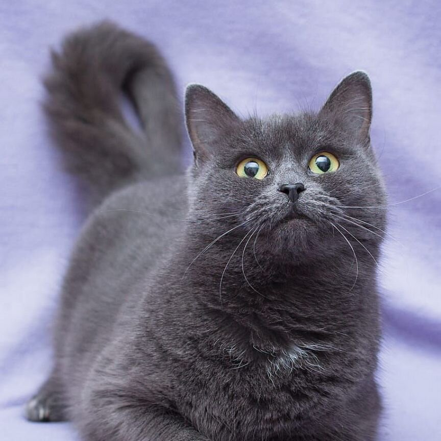 Невероятная голубая красавица кошка Марсельеза