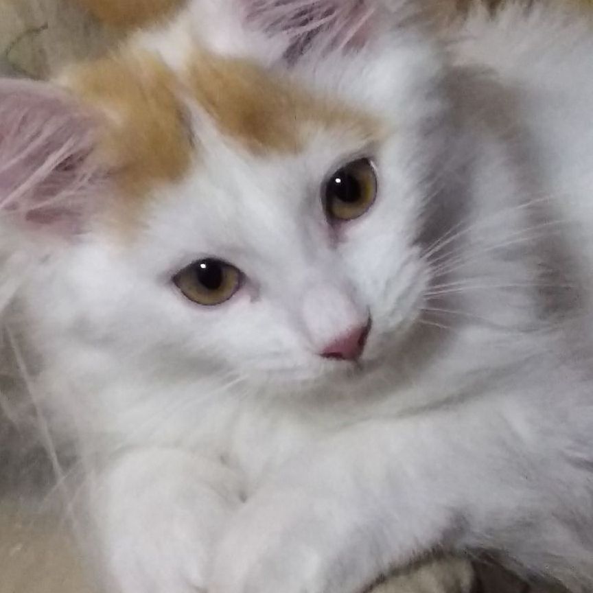 Кошечка Турецкая ангора ищет любящих хозяев