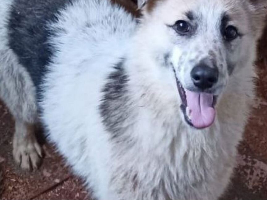 Маленькая собачка под усыпление